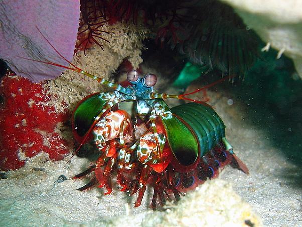 recifal-france • Les squilles (article) : les nuisibles